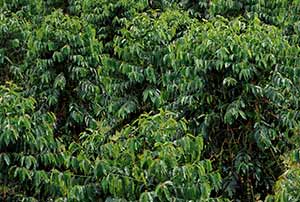 Kona Coffee Trees – Konacoffee.com