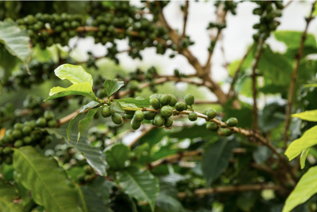 From Bean to Cup: Understanding the Kona Coffee Production Process ...